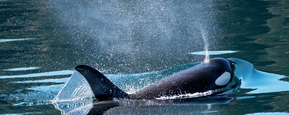 Synthetic Jets - Basic Principles